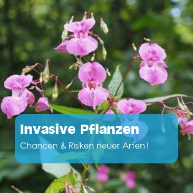 Invasive Pflanzenarten - SDGinteractive